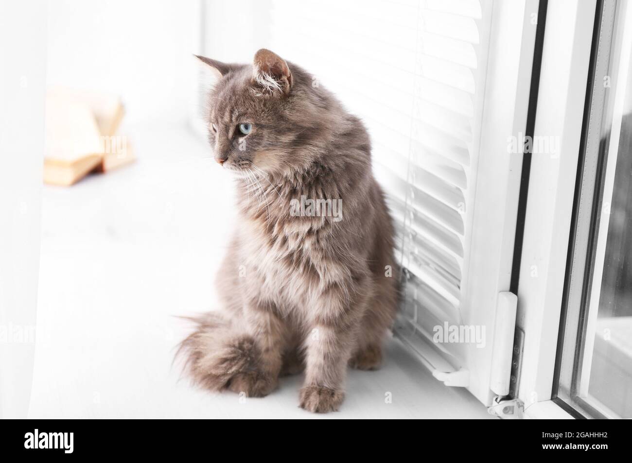 Beautiful grey cat sitting on window board with book, close up Stock ...