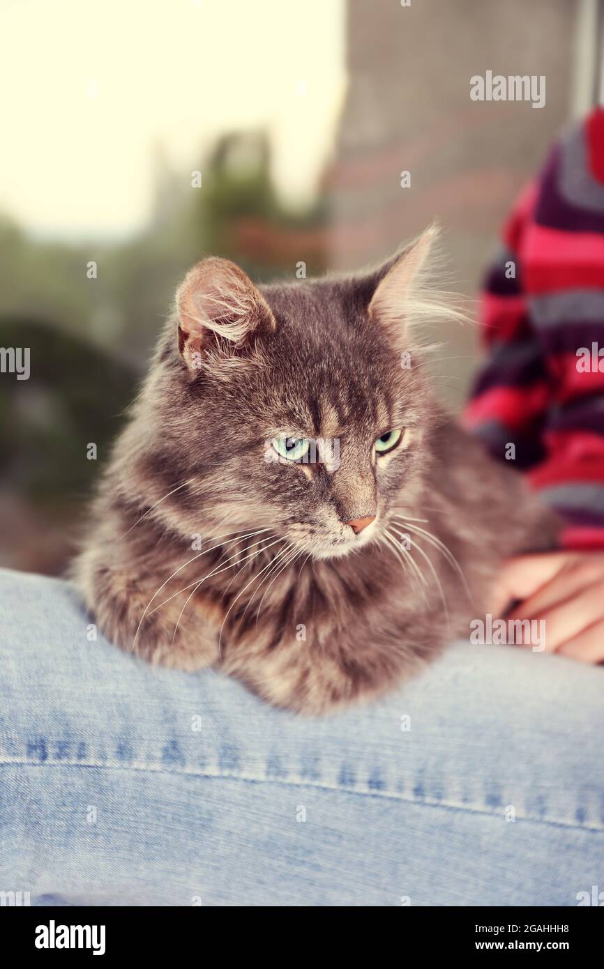 Grey lazy cat sitting on woman's knees near window Stock Photo - Alamy