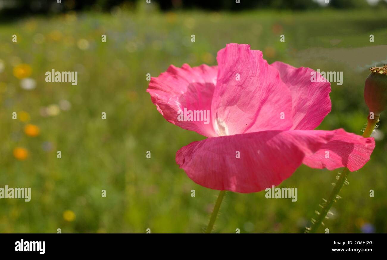 Up close pink poppy hi-res stock photography and images - Alamy