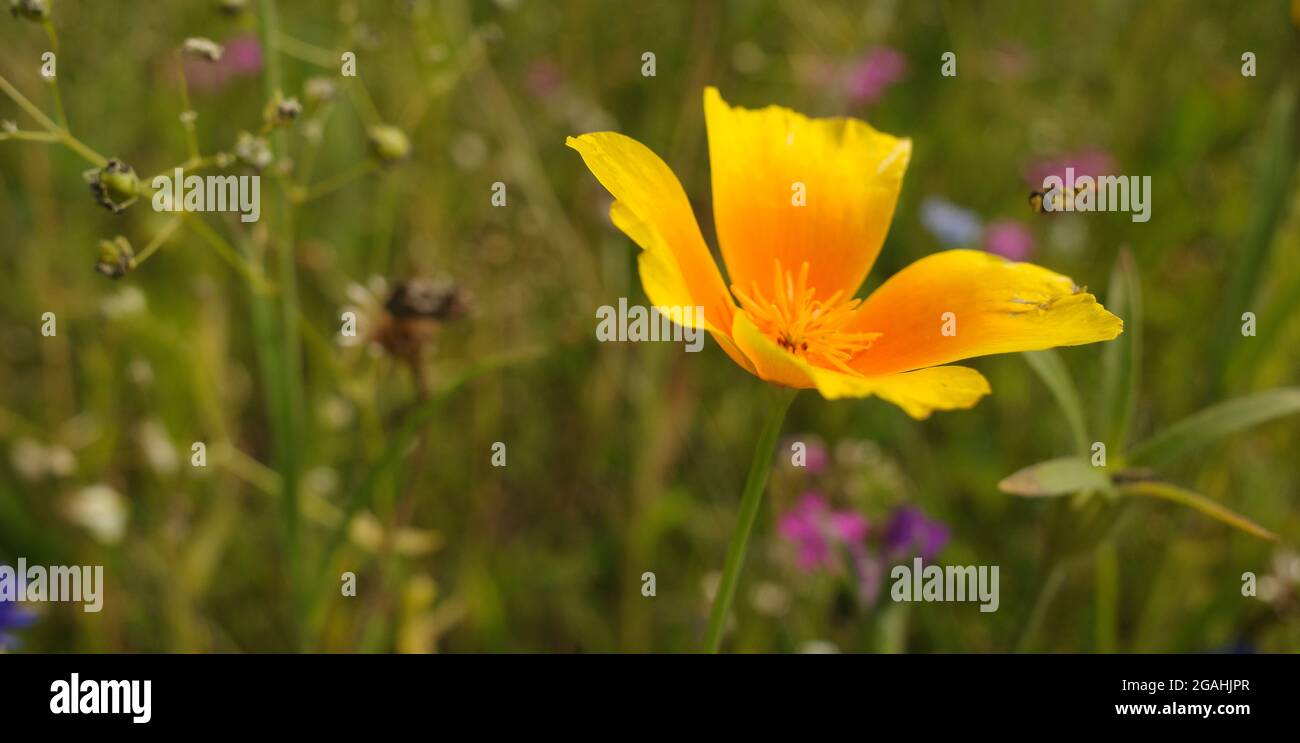 California poppy closeup hi-res stock photography and images - Alamy