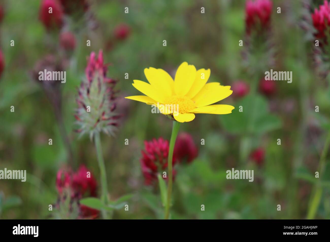 Yellow indian cornflower hi-res stock photography and images - Alamy