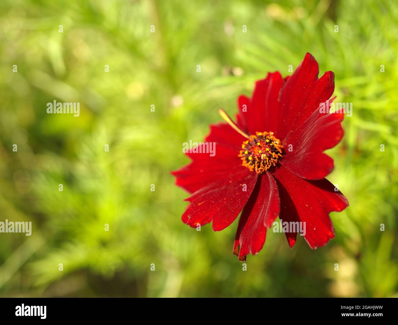 Scarlet cosmos flower on a light green background. Red Cosmos ...