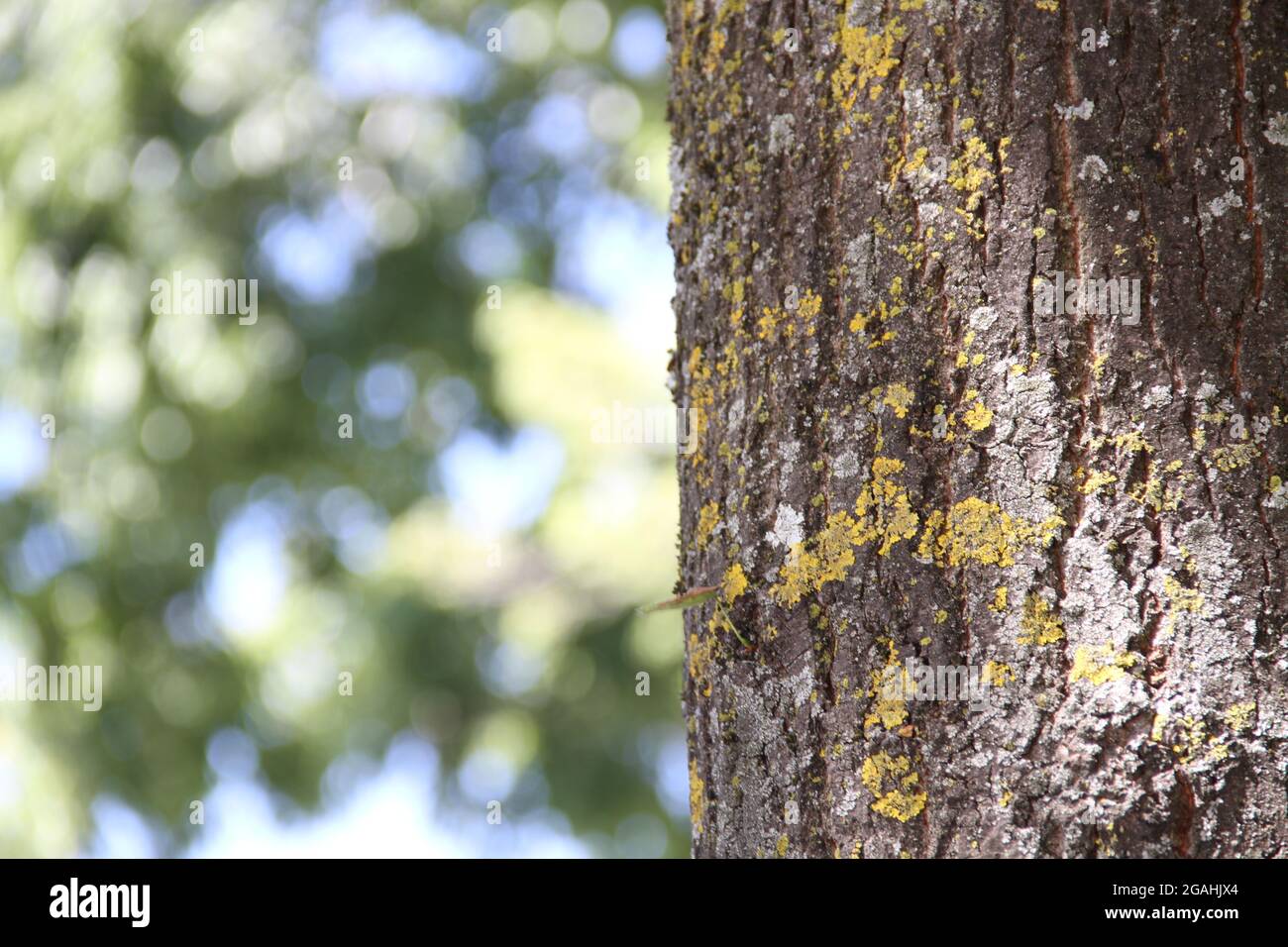 Closeup shot of a tree trunk with yellow lichen on it on a blurred ...