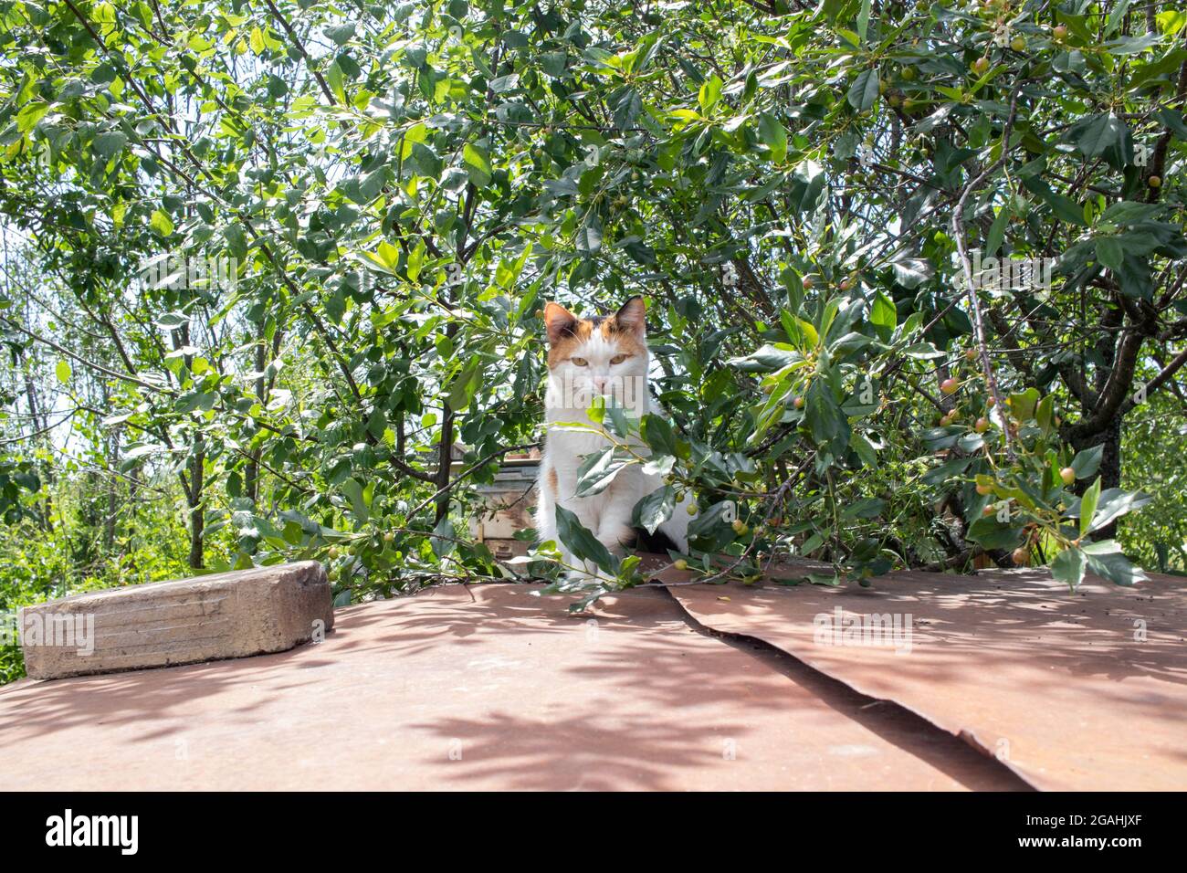 Domestic cat cherry tree hi-res stock photography and images - Alamy