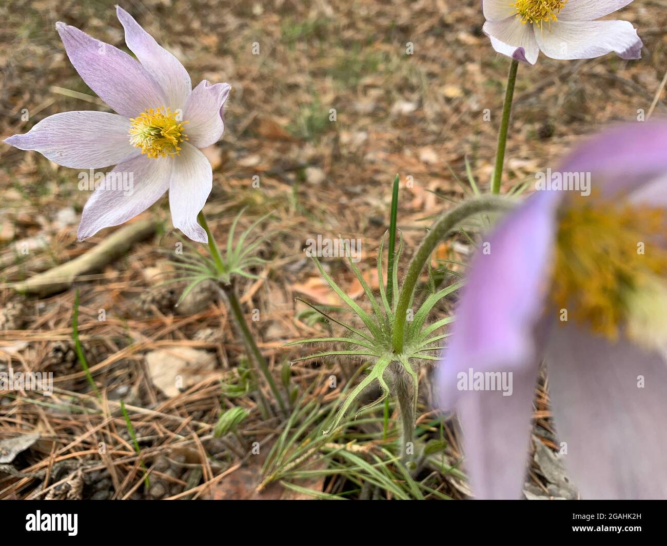 Purple Snowdrop flowers in the forest Stock Photo - Alamy