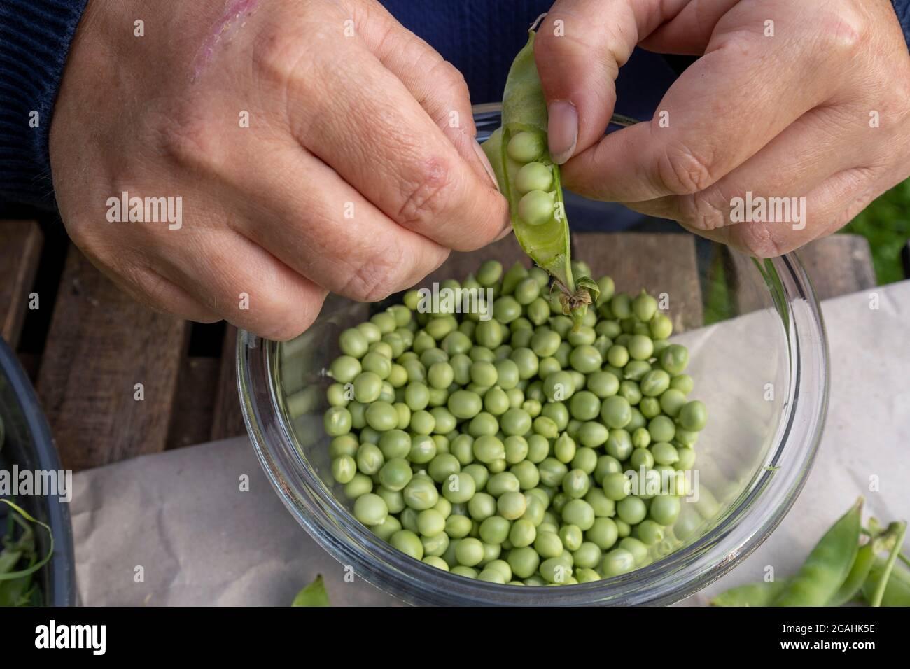 Woman hands hulled peas from shell Stock Photo - Alamy