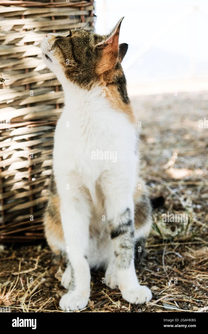Cute colorful cat is looking up Stock Photo - Alamy