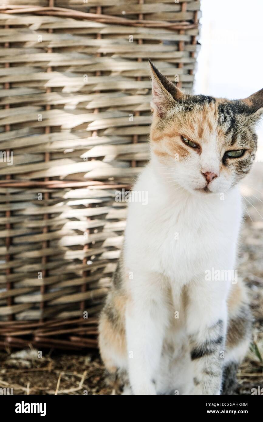 Colorful cat On The Ground Stock Photo - Alamy