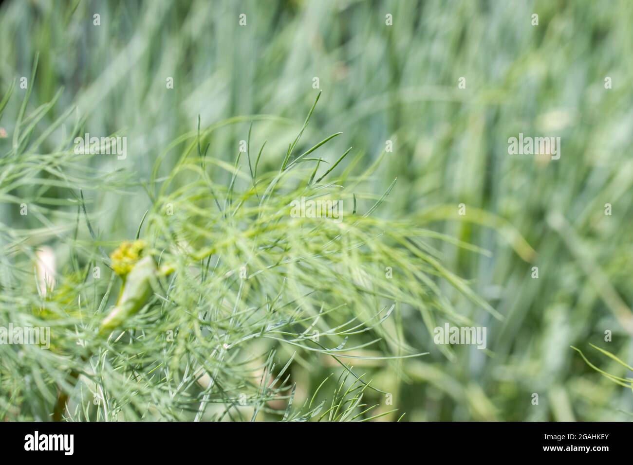 Green grass dill, parsley. Blurred background Stock Photo - Alamy