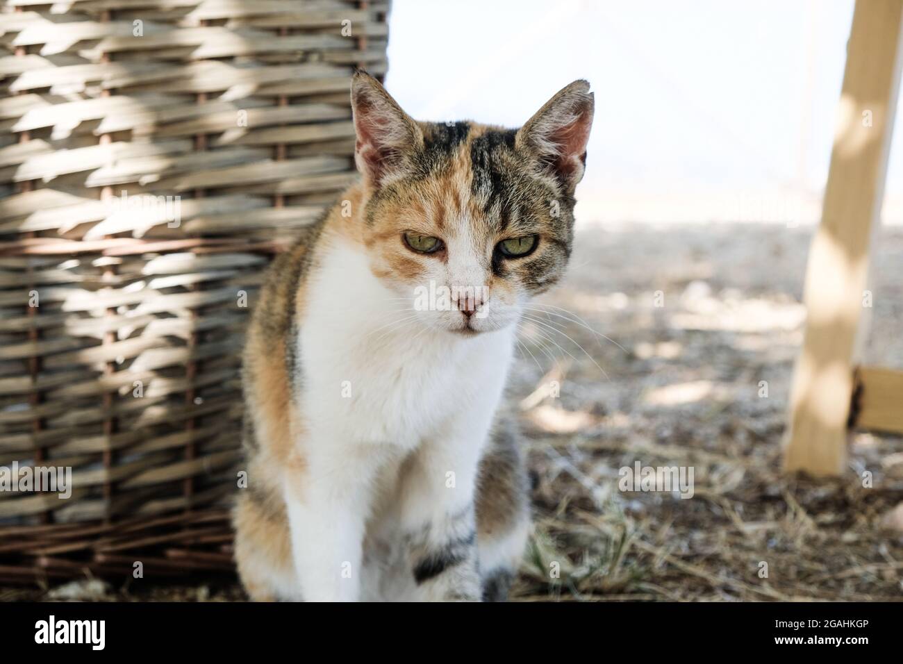 Moody cute cat lookin towards Stock Photo - Alamy