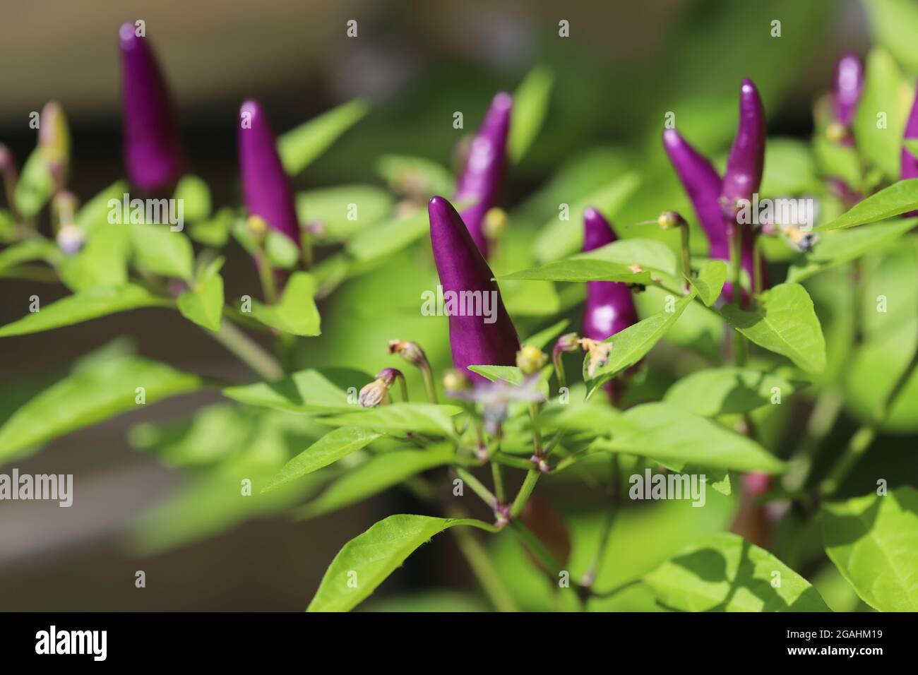 Purple hot hi-res stock photography and images - Alamy