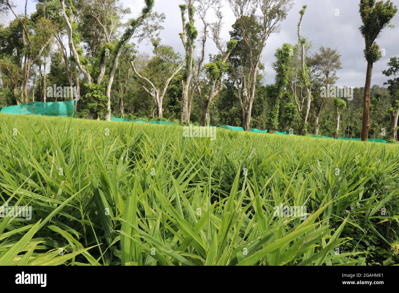 Farming of ginger in a land with green field landscape. Growing ginger ...