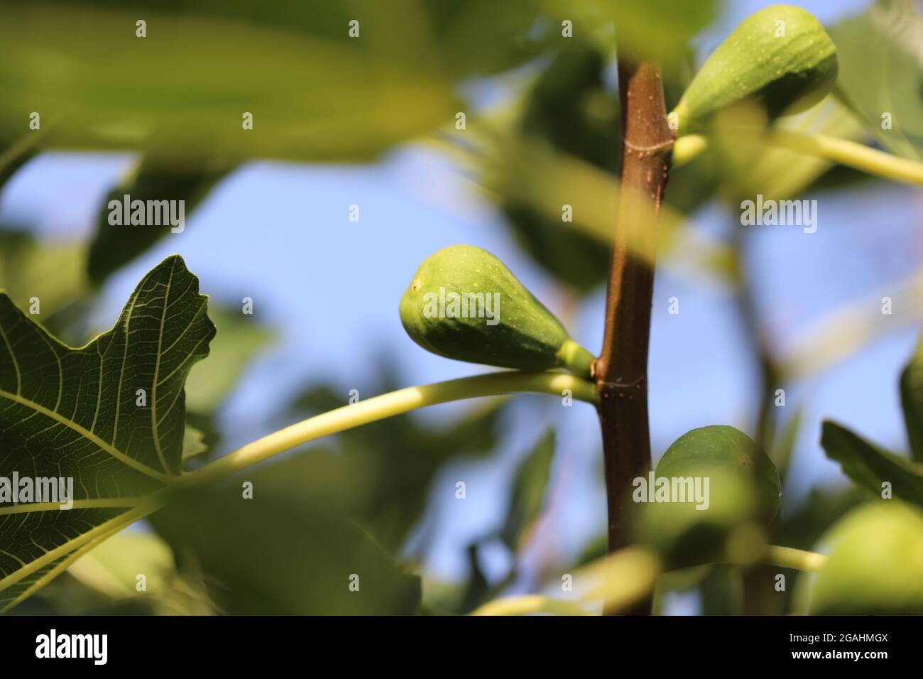 Green fig tree branch close up Stock Photo - Alamy