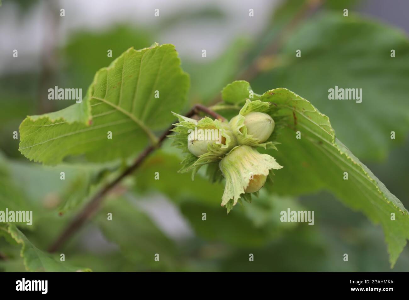 Hazel bush fruits hi-res stock photography and images - Alamy