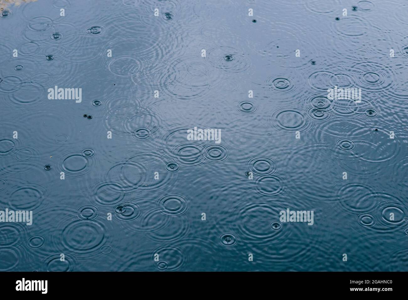 rain drops on the surface of water in a puddle with graduated shade of ...