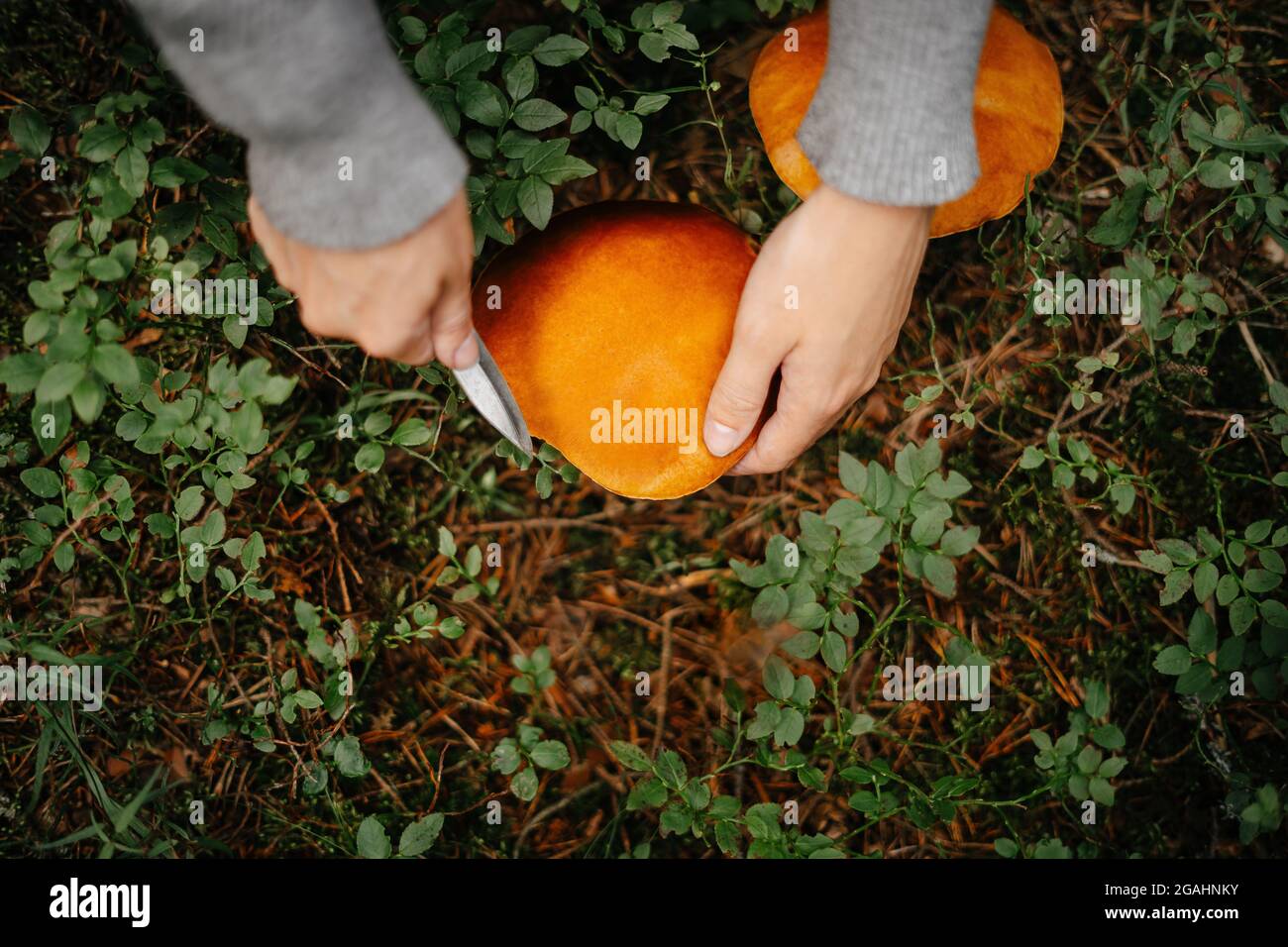 Female mushroom picker cuts an edible mushroom with a boletus knife ...