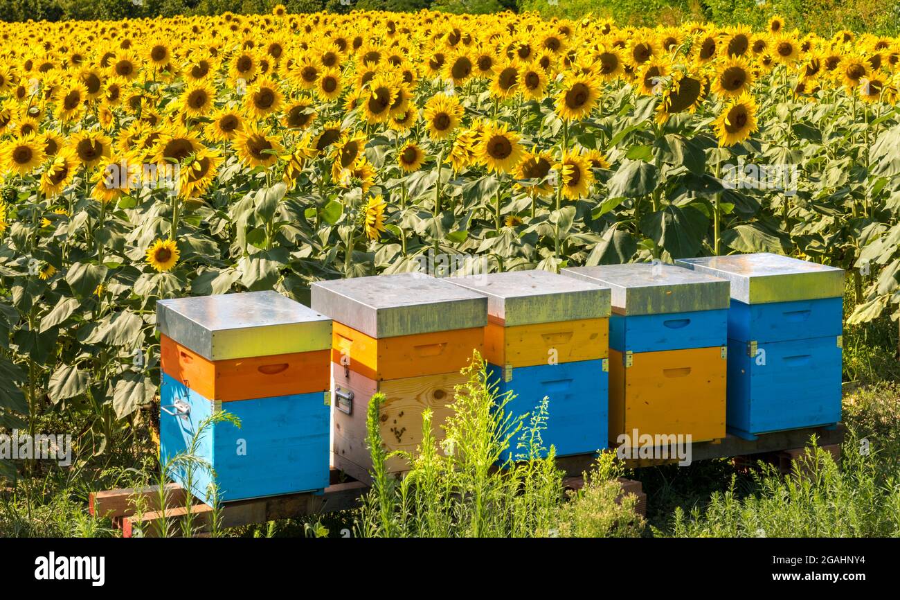 Colorful beehives italy hi-res stock photography and images - Alamy