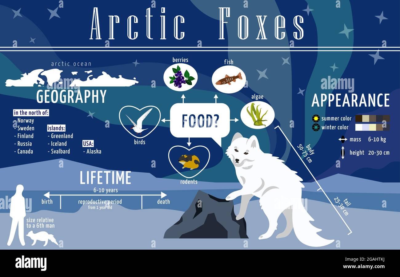 Ready to use educational poster about arctic foxes. Infographics for ...
