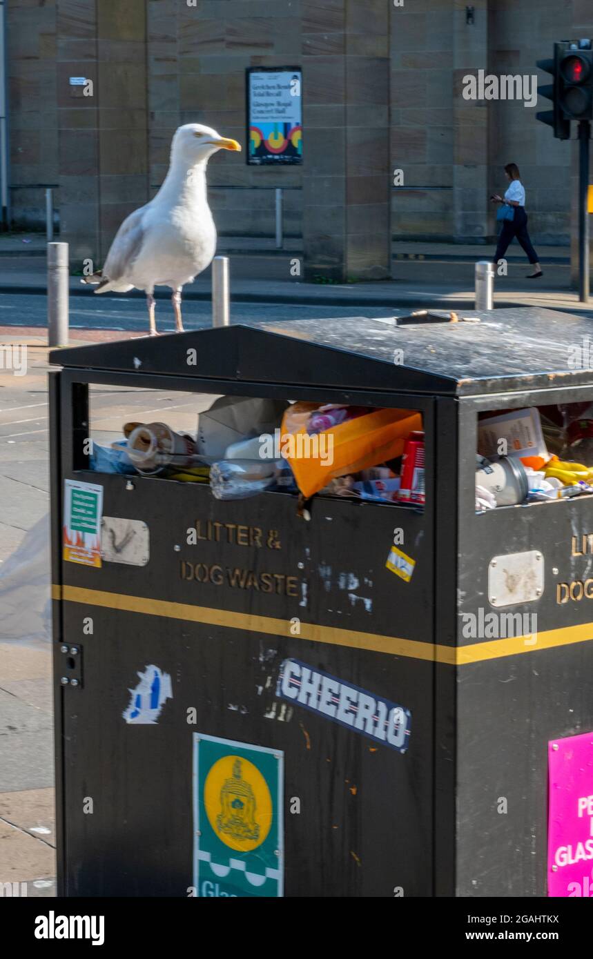 seagull, pest, gull on bin, gull feeding from rubbish, gull eating from ...