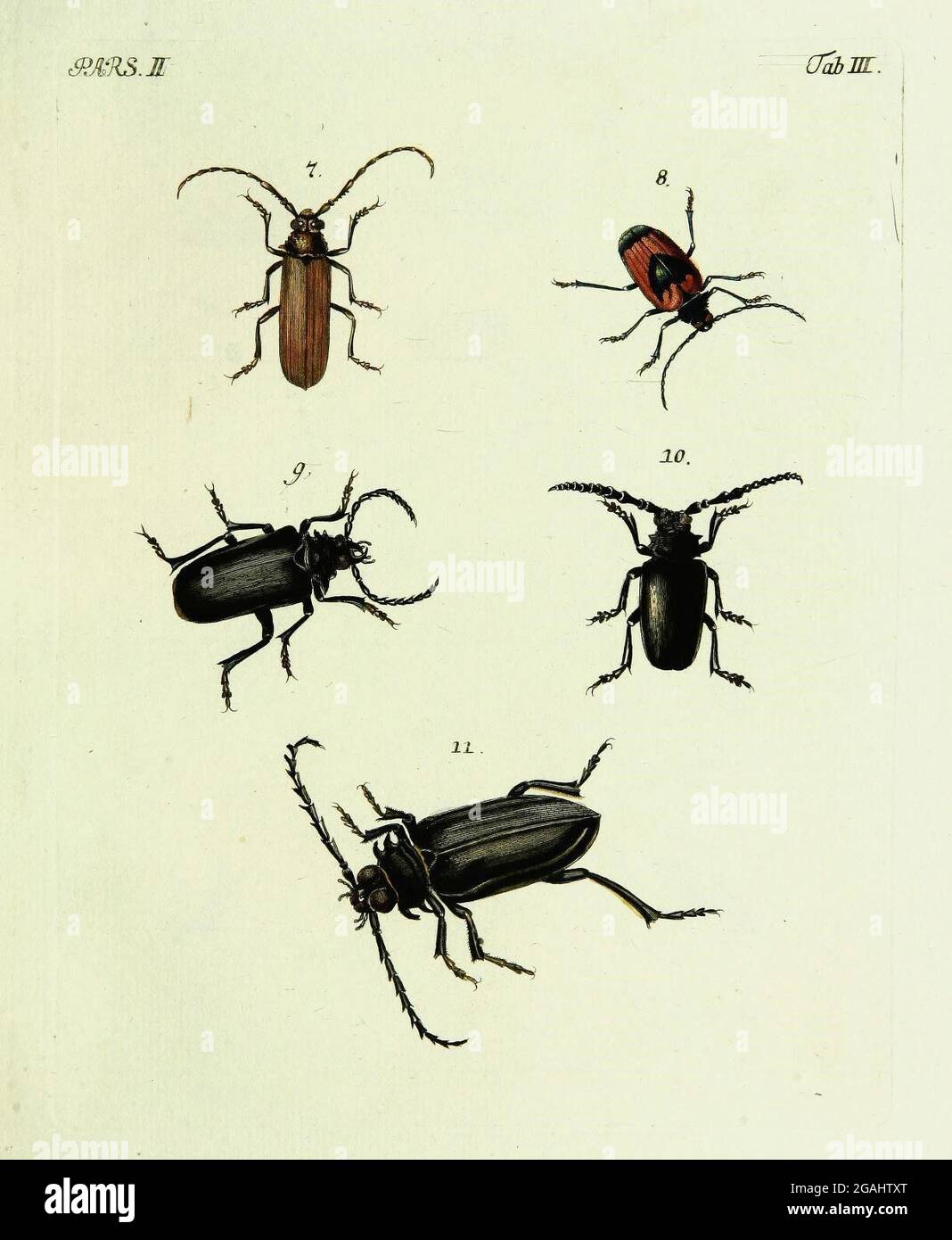 White color descriptions wild animal hi-res stock photography and ...