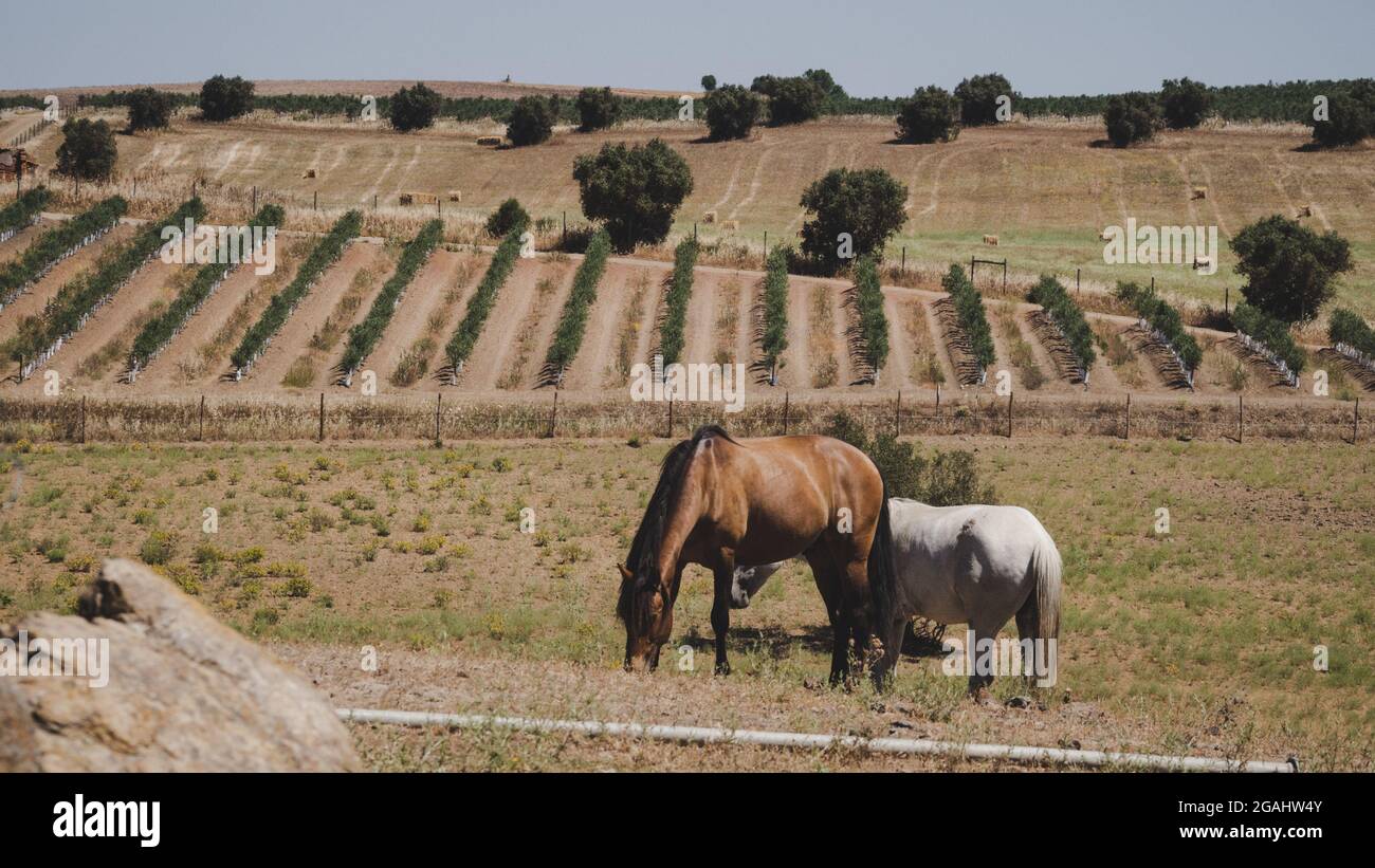 Closeup shot of horses in open field with few trees under sunlight ...