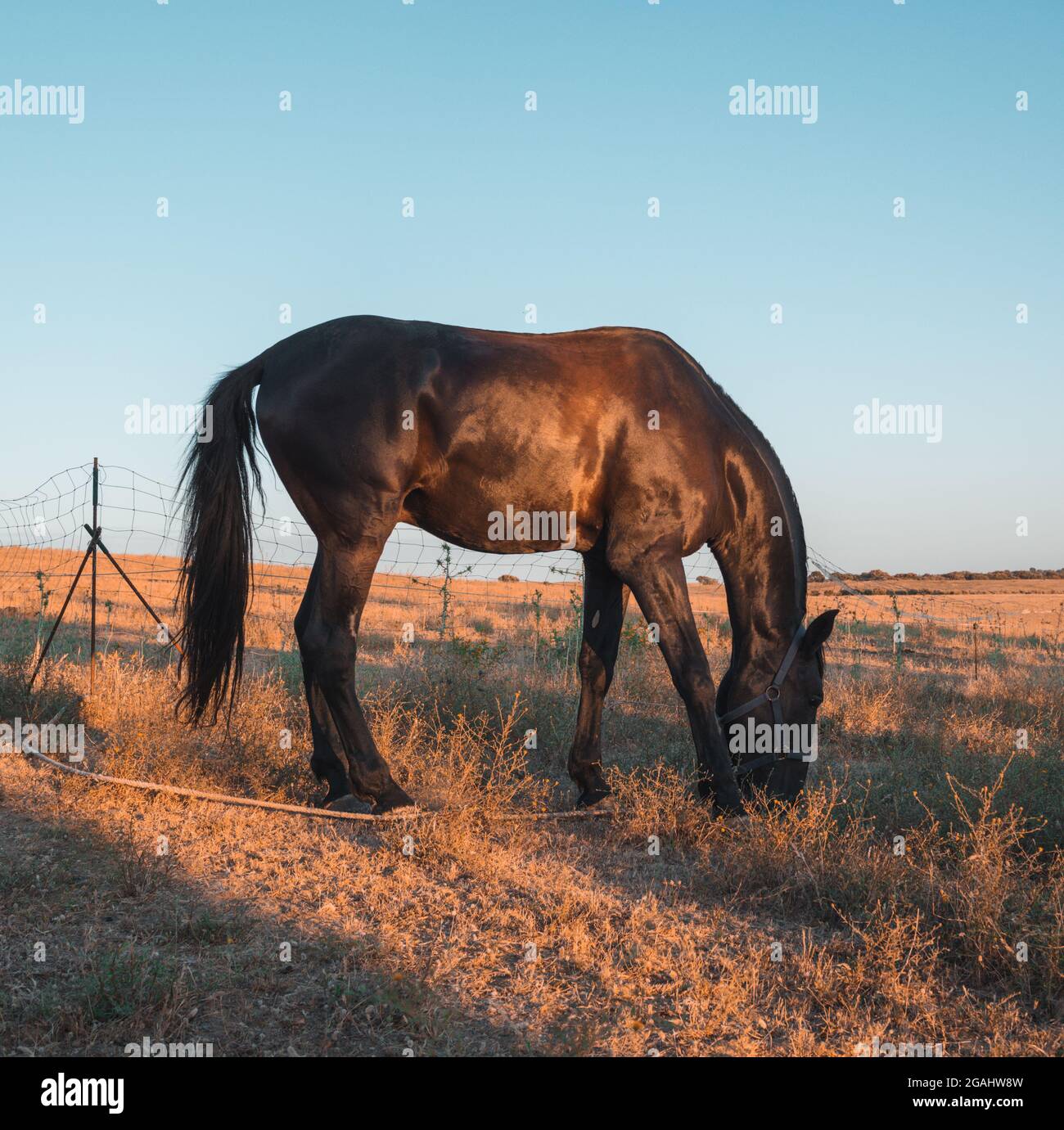 Closeup shot of a horse in open field with few trees under sunlight ...