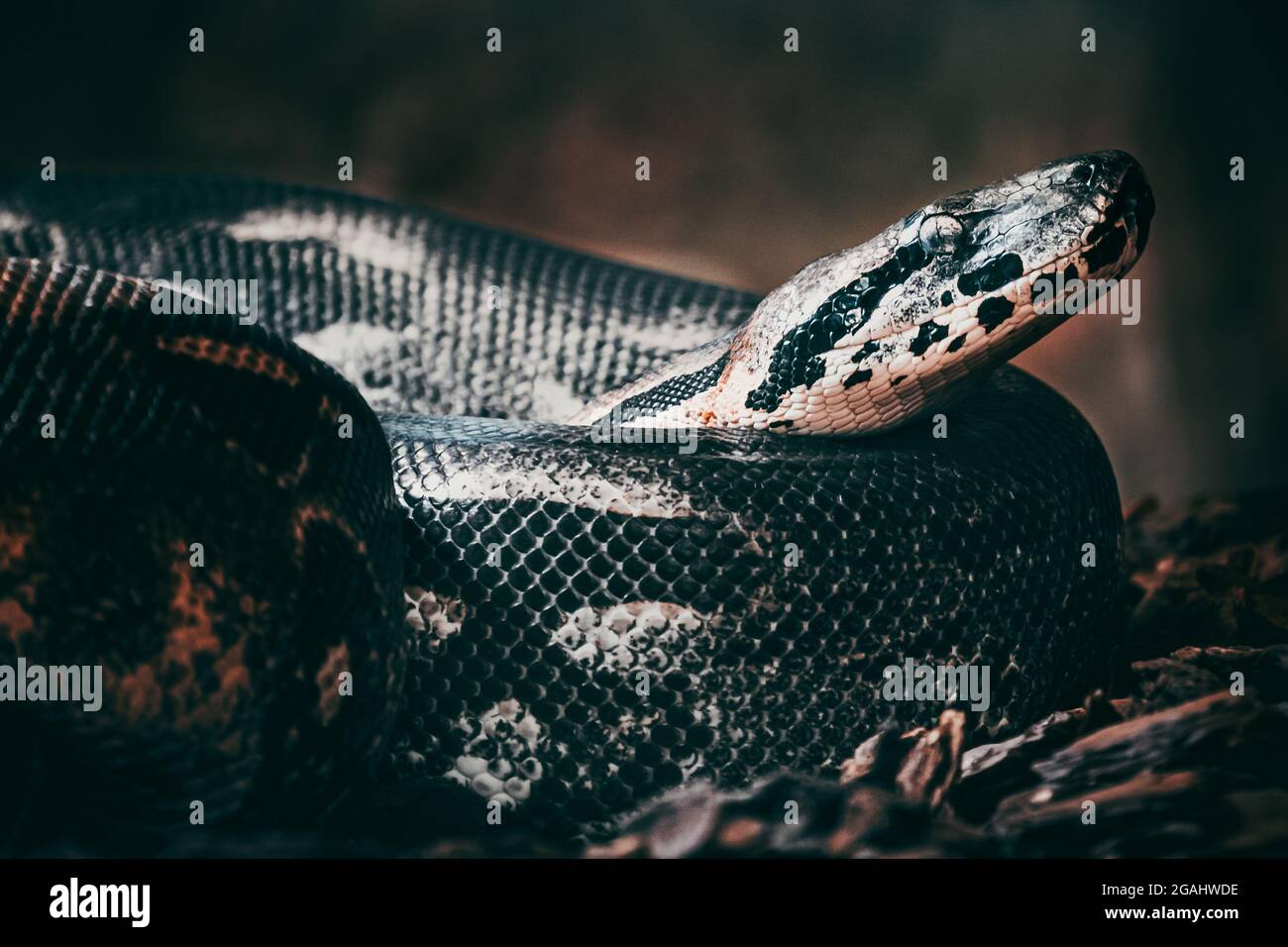 Selective focus shot of a snake with the head turned up under spotlight ...