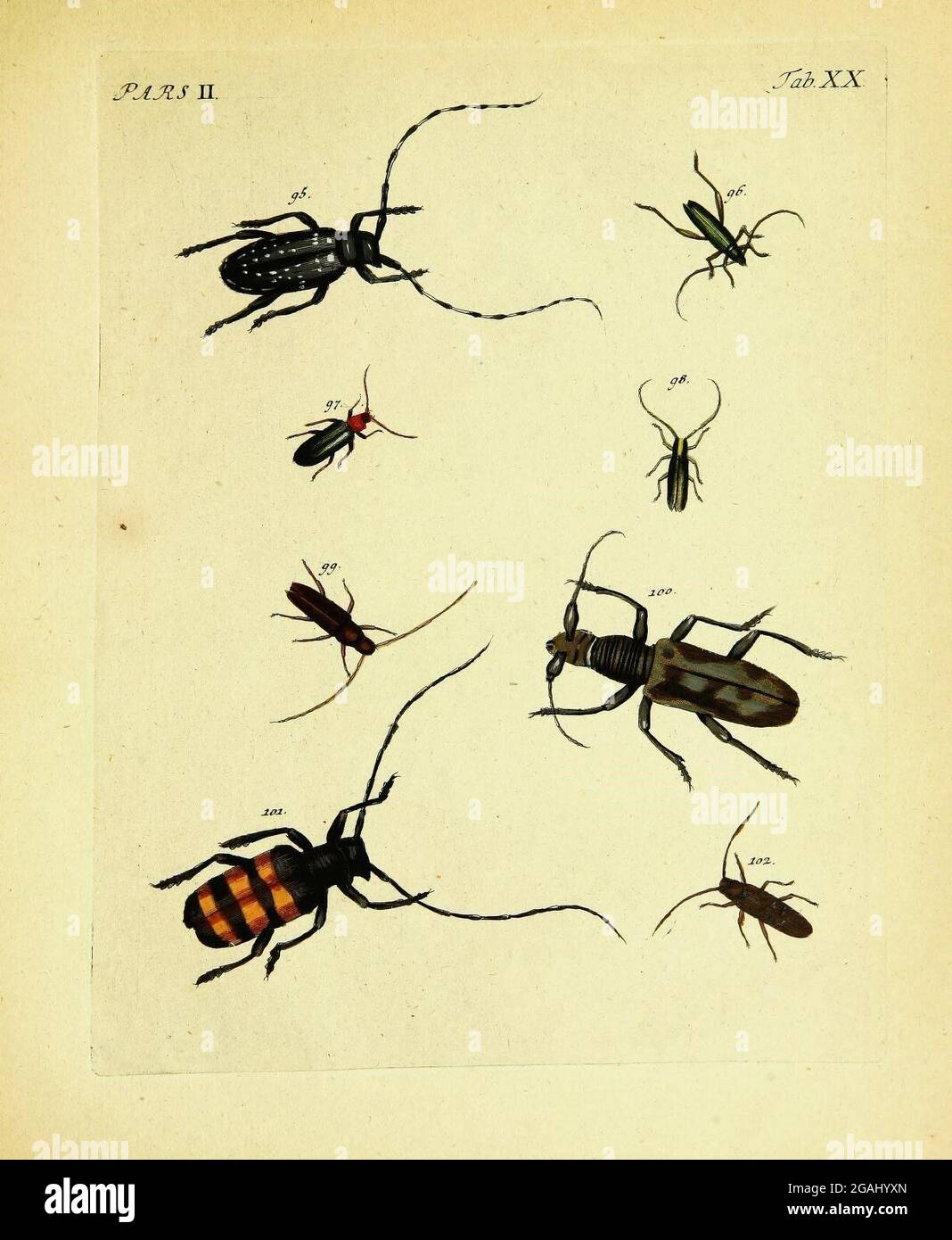 White color descriptions wild animal hi-res stock photography and ...