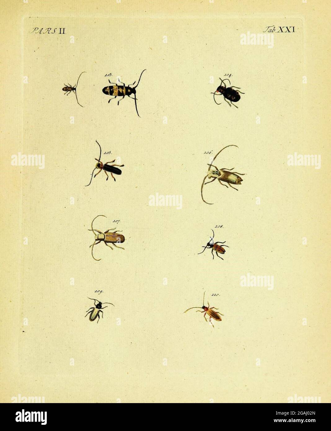 White color descriptions wild animal hi-res stock photography and ...