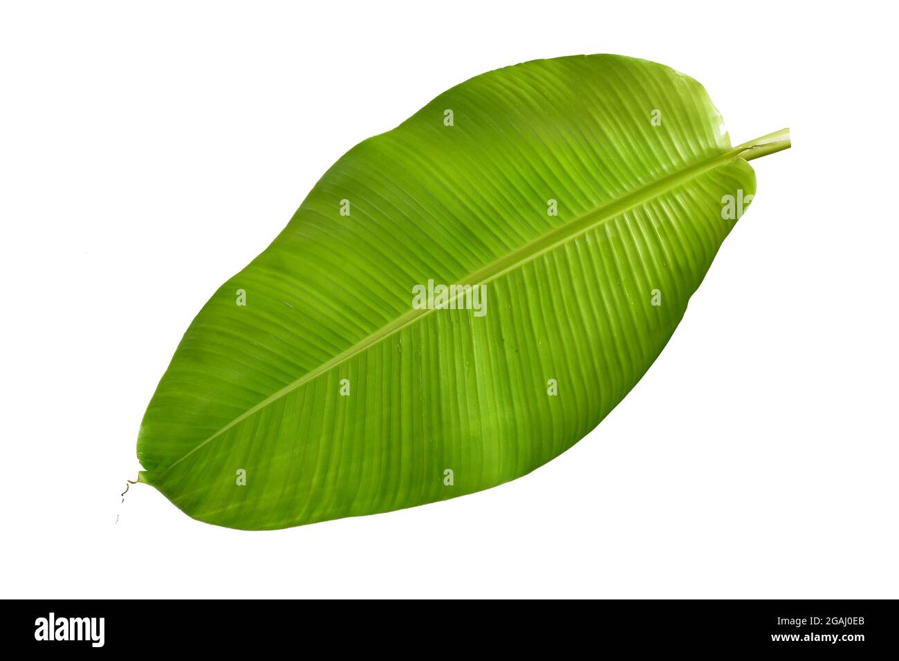 Tropic leaves design Cut Out Stock Images & Pictures - Alamy