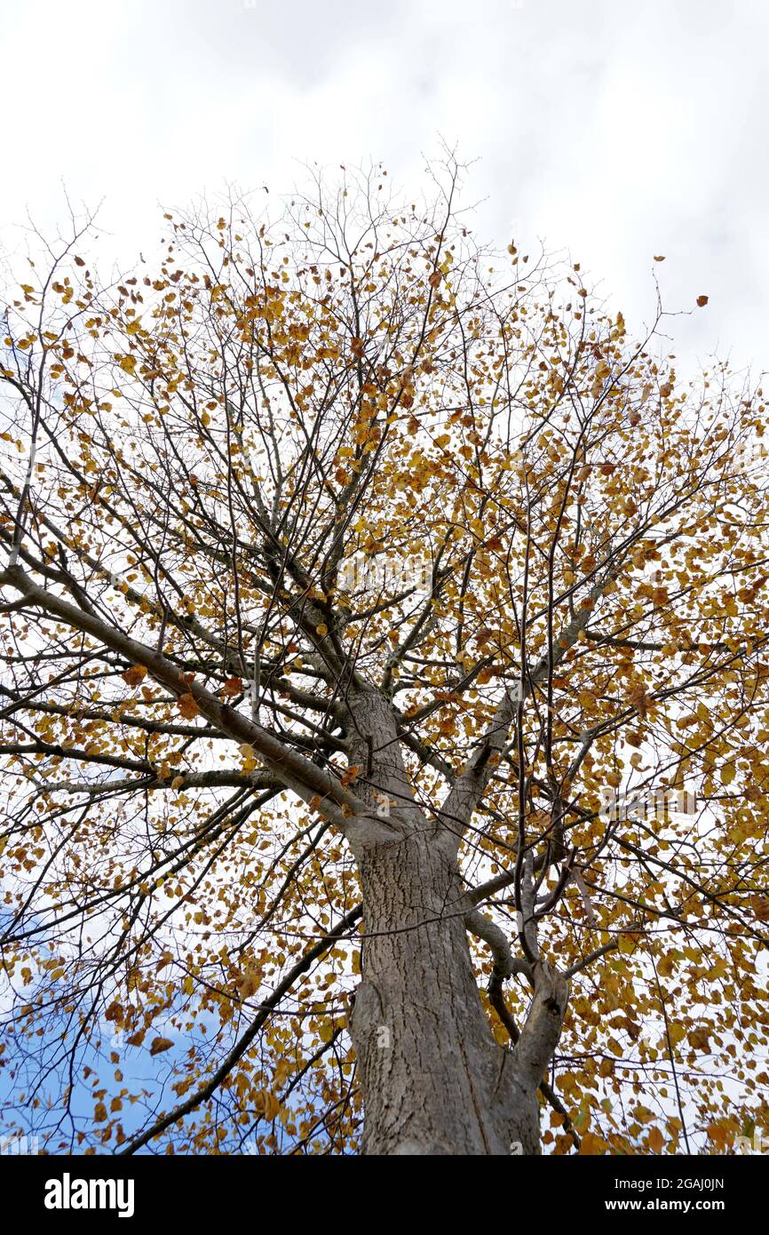 Tree in autumn in low angle view. It has large crown but very only few ...