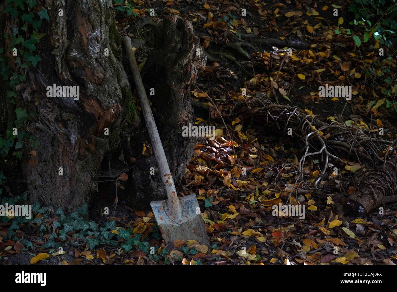Spade leaned on a tree trunk. There are colorful autumn leaves on the ...