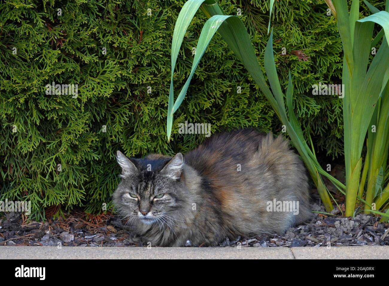 Pointy Ears Cat High Resolution Stock Photography and Images - Alamy