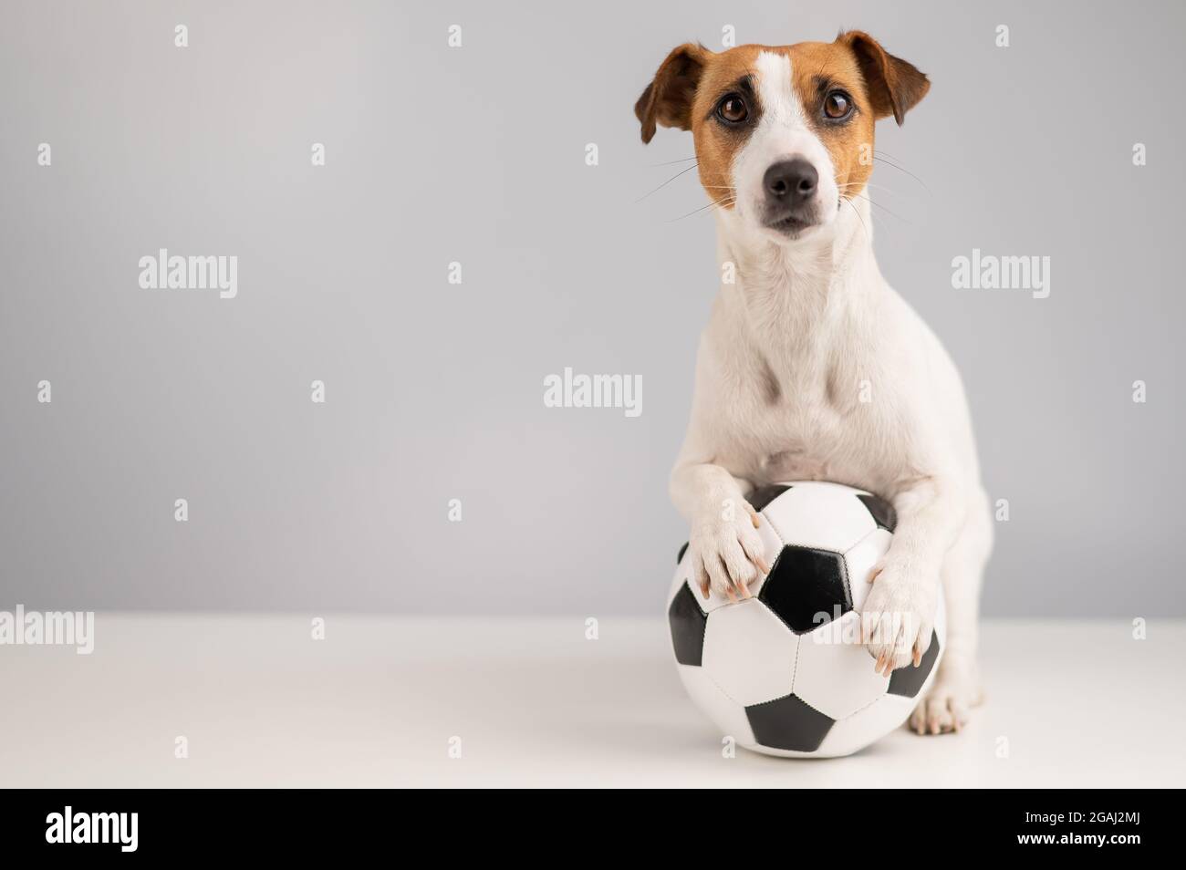 Jack russell terrier dog with soccer ball on white background Stock ...
