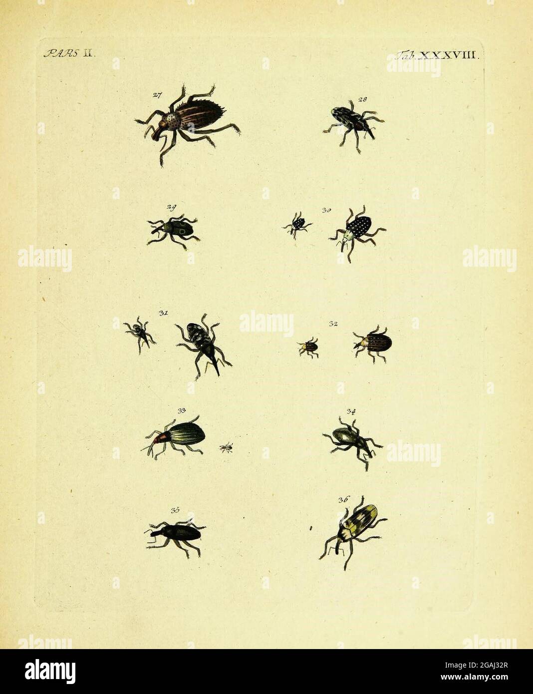 White color descriptions wild animal hi-res stock photography and ...