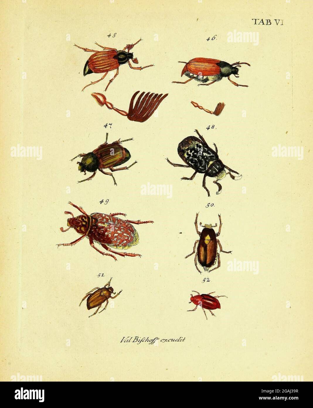 White color descriptions wild animal hi-res stock photography and ...