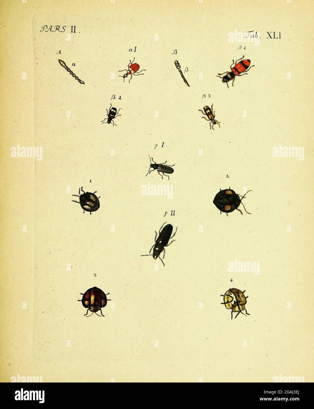 Coleoptera linn hi-res stock photography and images - Alamy