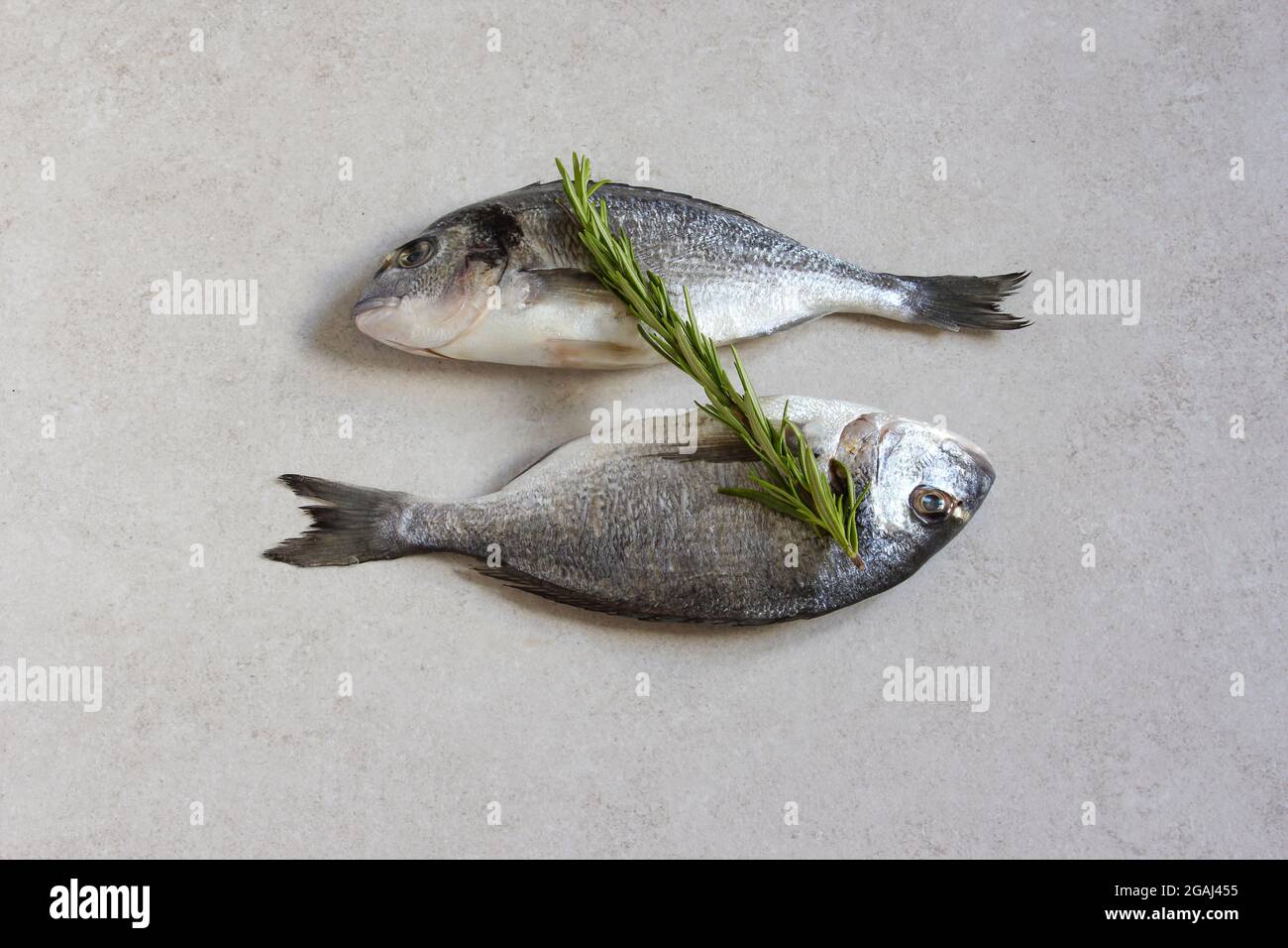 Two fresh raw sea organic dorado or sea bream on a grey background ...