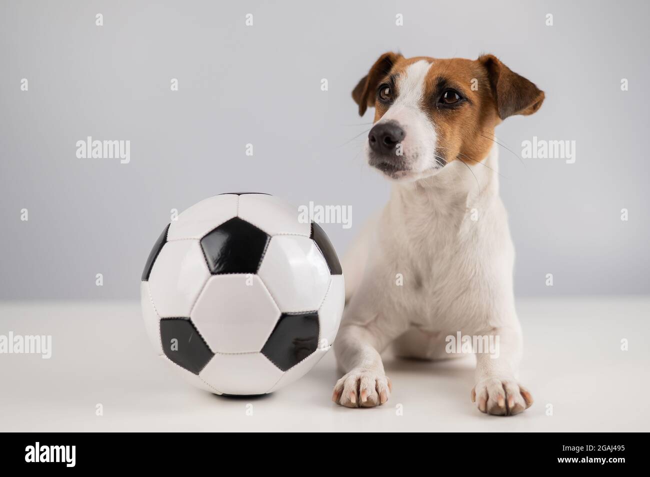 Jack russell terrier dog with soccer ball on white background Stock ...