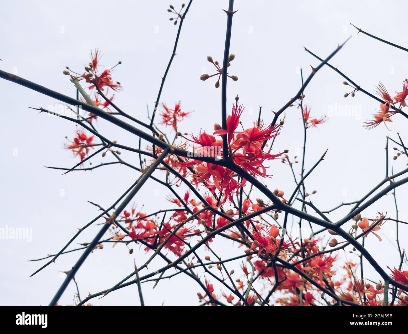Branches of a Prunus tree with red plants and the sky in the background ...