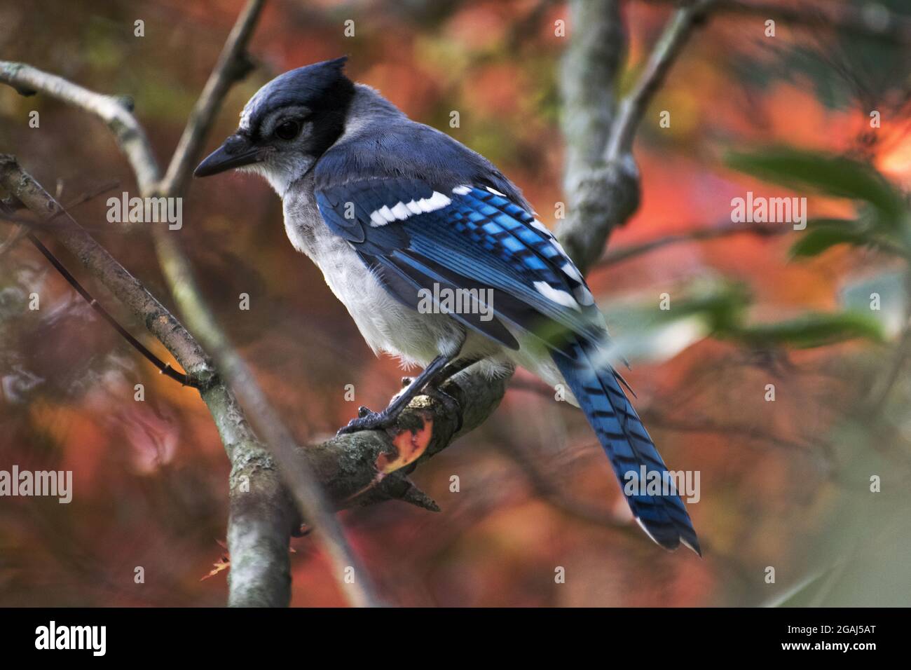 Selective focus shot of a blue jay perched on a tree branch Stock Photo ...