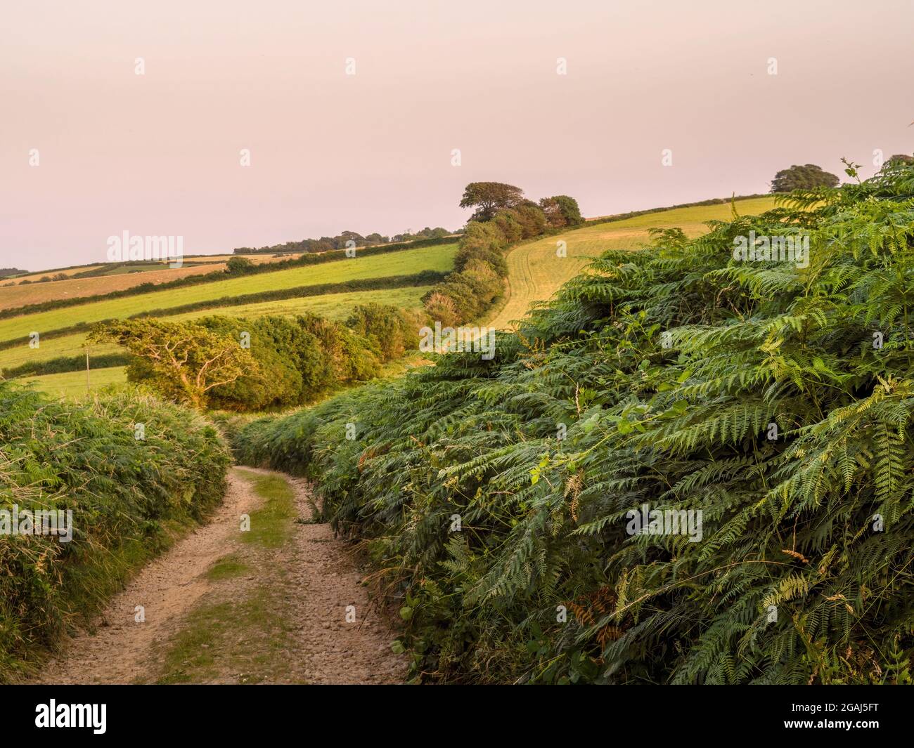 Country lane, Devon, England, on a summer's evening Stock Photo - Alamy