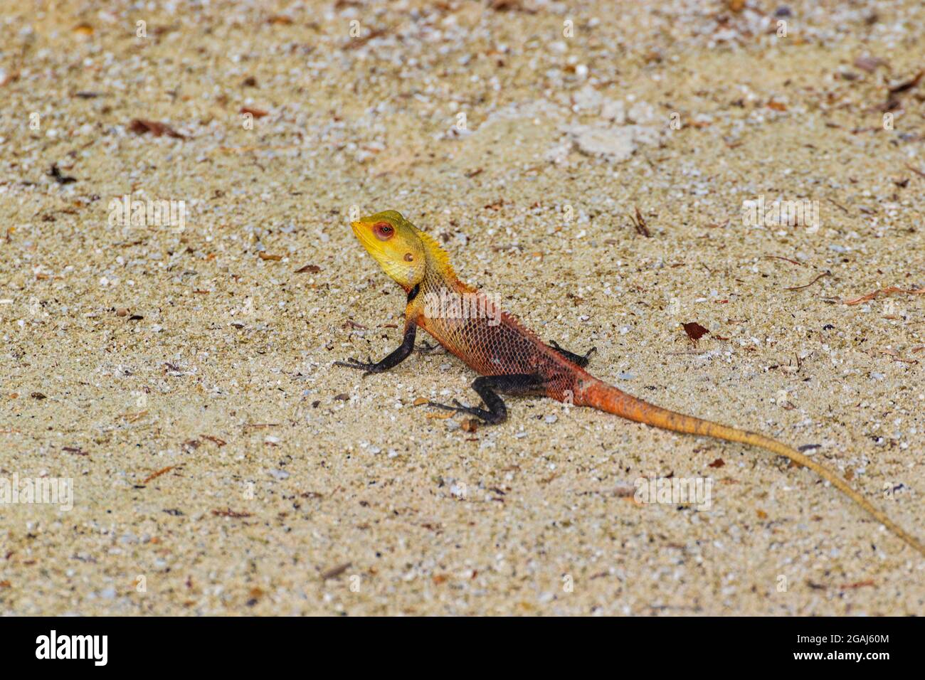 Oriental garden lizard sunbathing on fallen branch, with sand ...