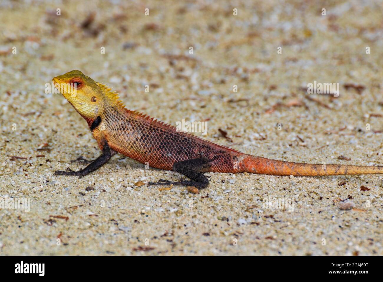 Oriental garden lizard sunbathing on fallen branch, with sand ...