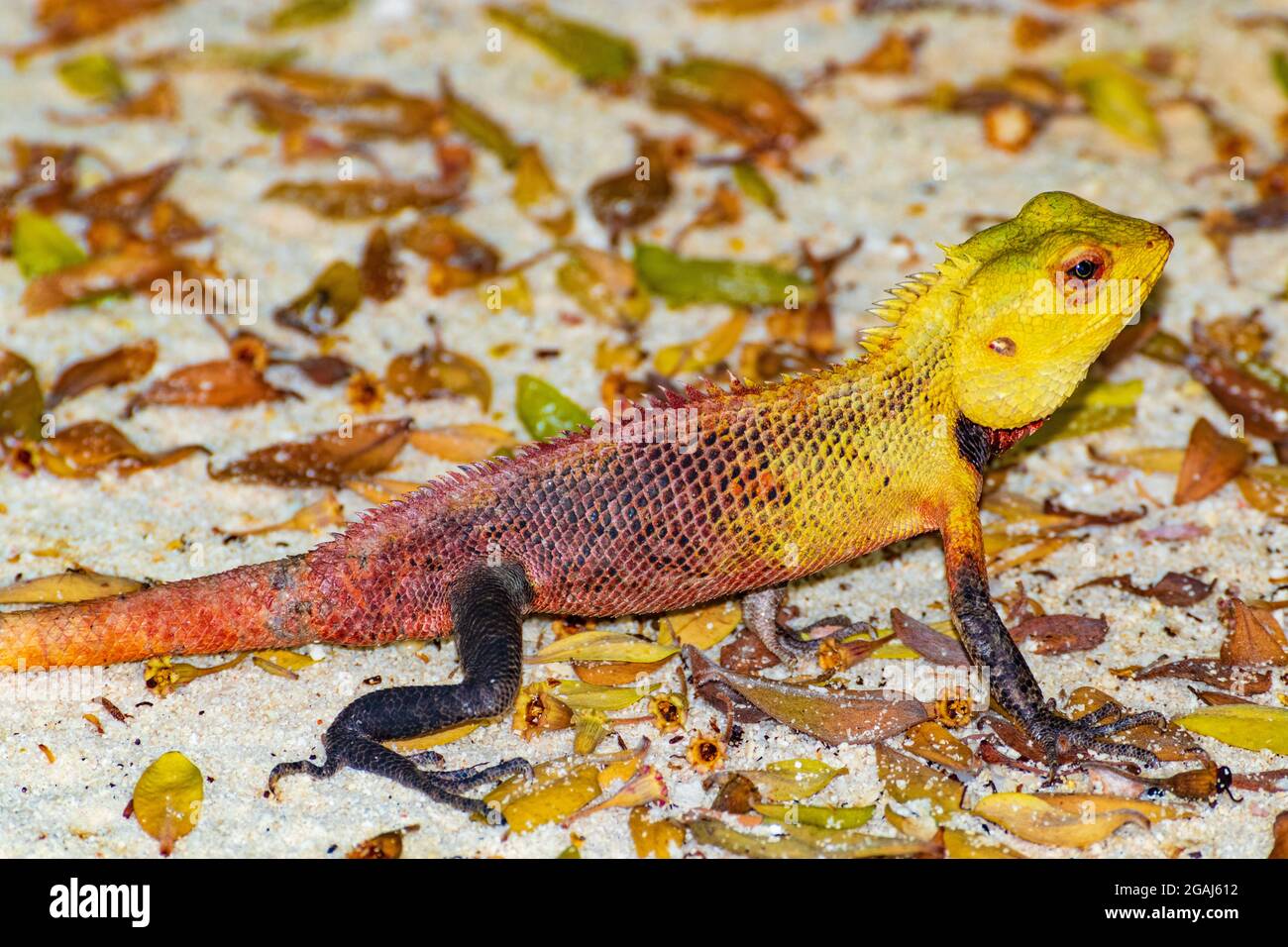 Oriental garden lizard sunbathing on fallen branch, with sand ...