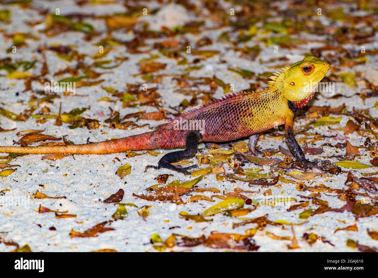 Oriental garden lizard sunbathing on fallen branch, with sand ...