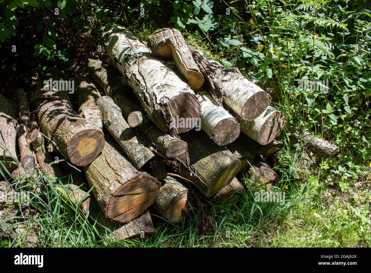 Rows of piled logs in the forest Stock Photo - Alamy