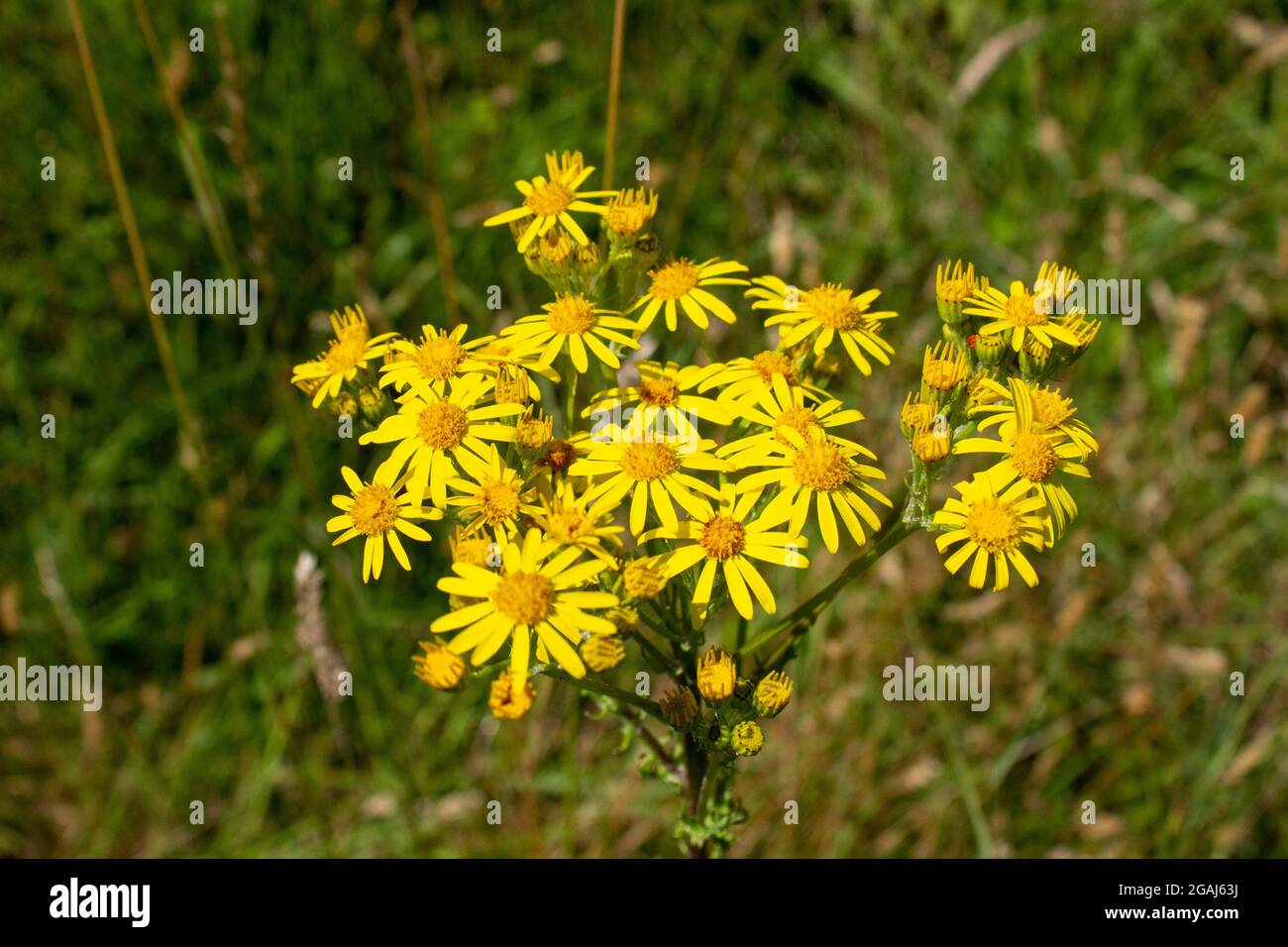 Eastern groundsel flowers hi-res stock photography and images - Alamy