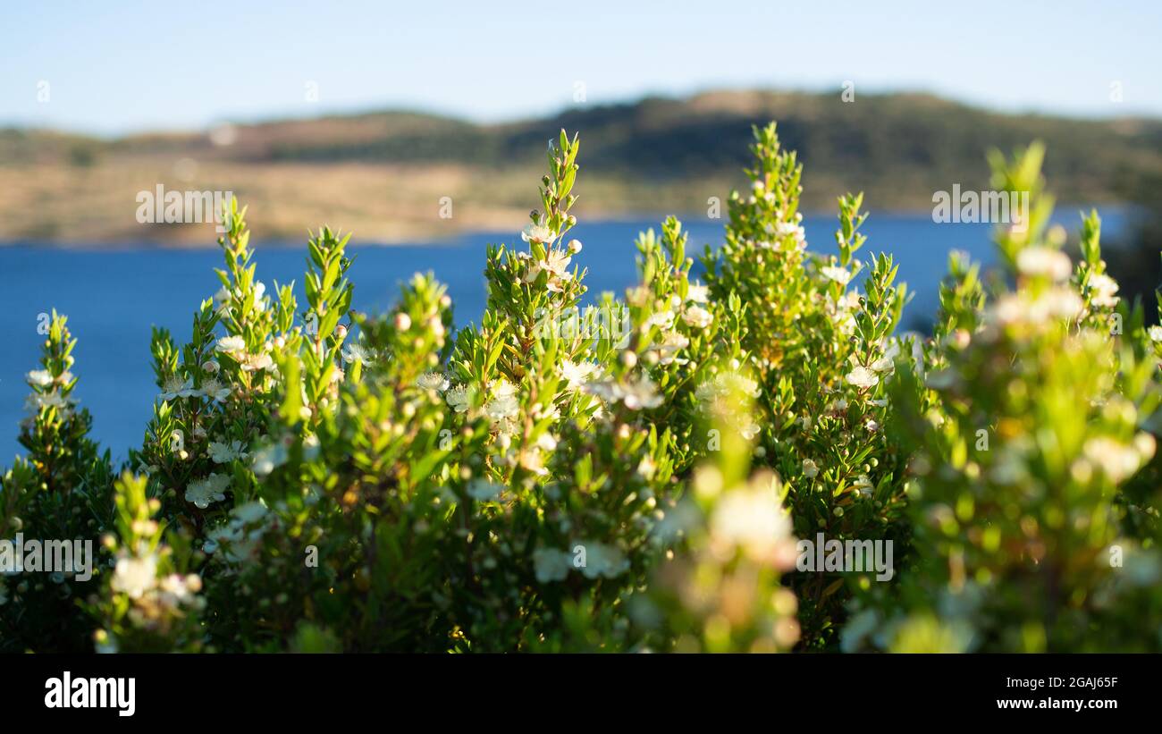 High angle shot of a landscape with a lake and green trees under ...