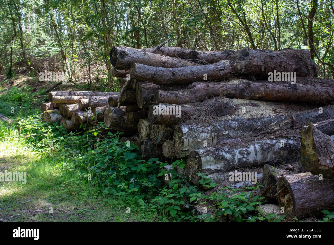 Rows of piled logs in the forest Stock Photo - Alamy